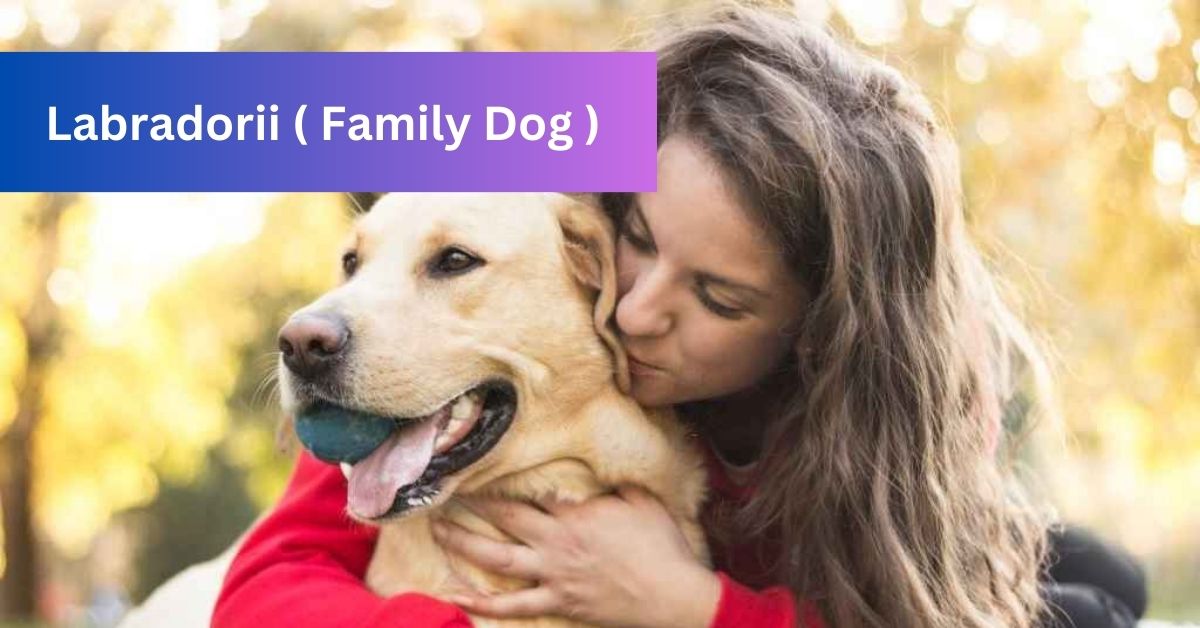 Labradorii ( Family Dog ) - Let's Read It!