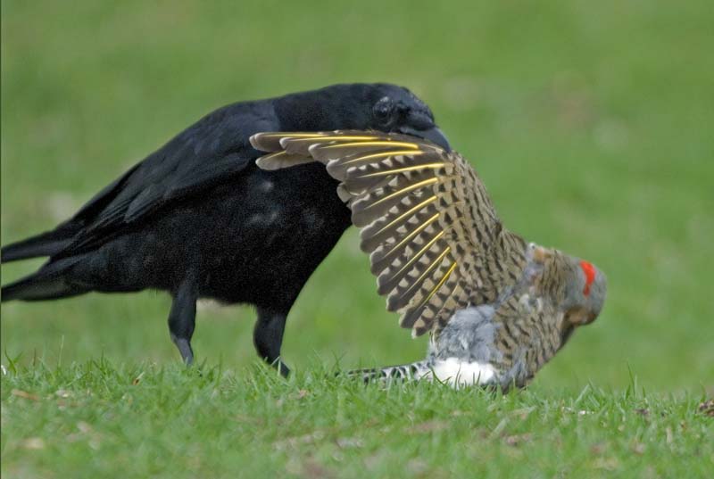 Do Crows Eat Other Birds? – Learn more with just one click!